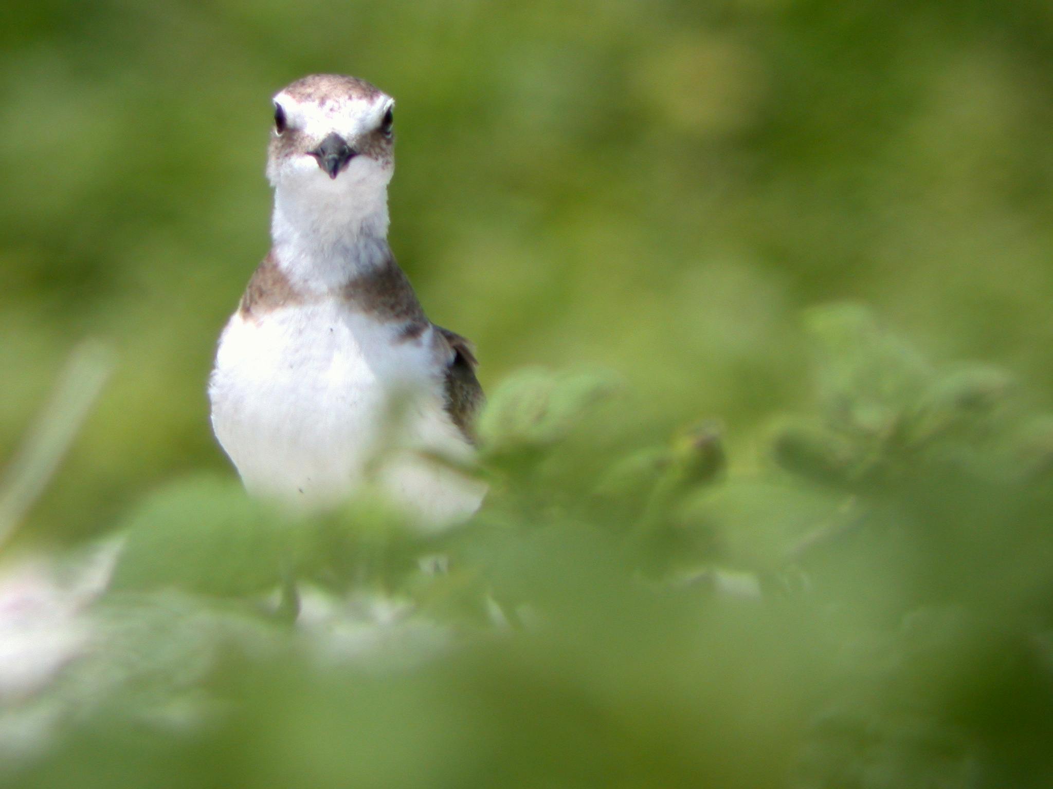 China’s wind farms can protect migratory birds, if well placed | News ...