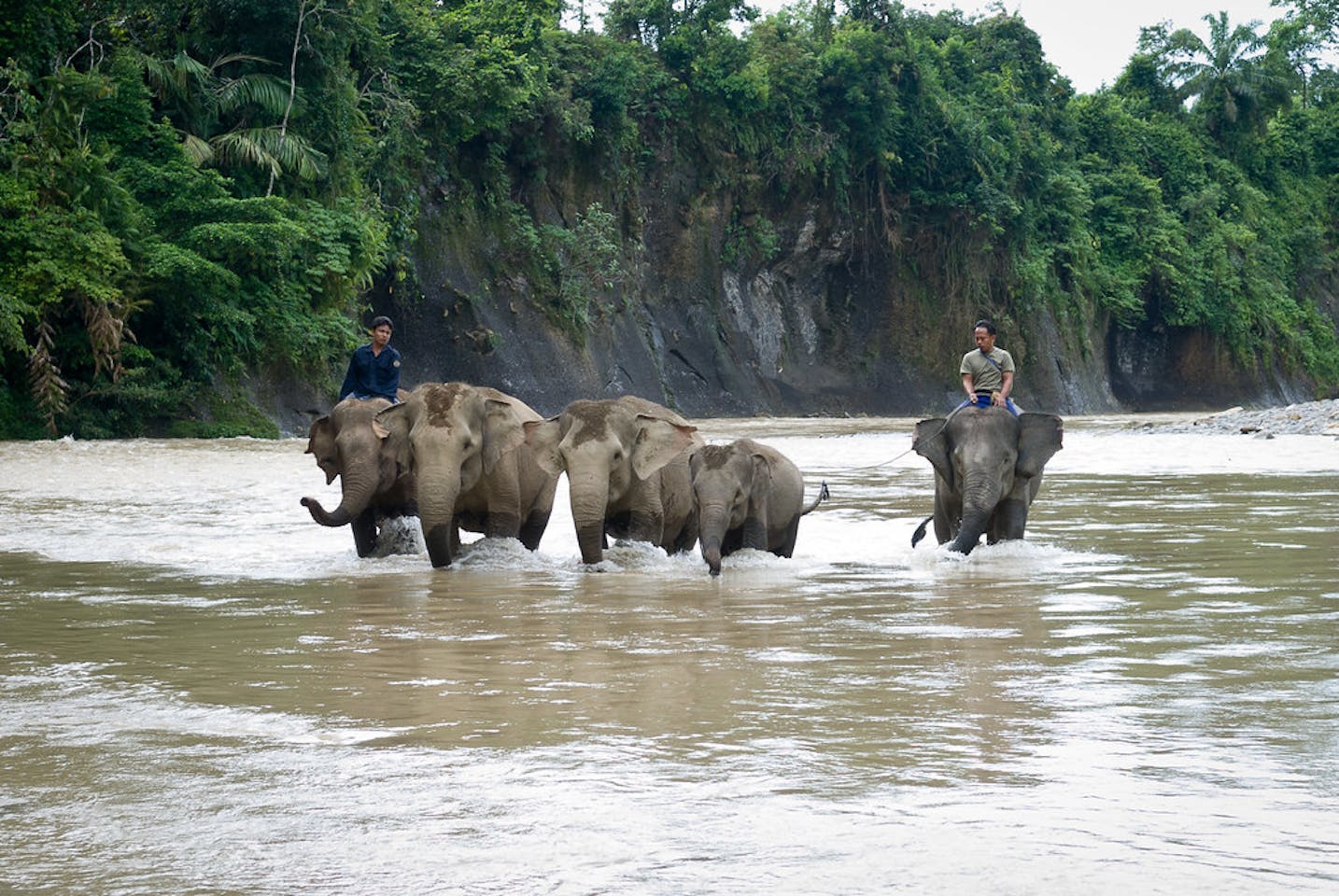 Paper giant APP’s Sumatran road project ploughs through elephant ...