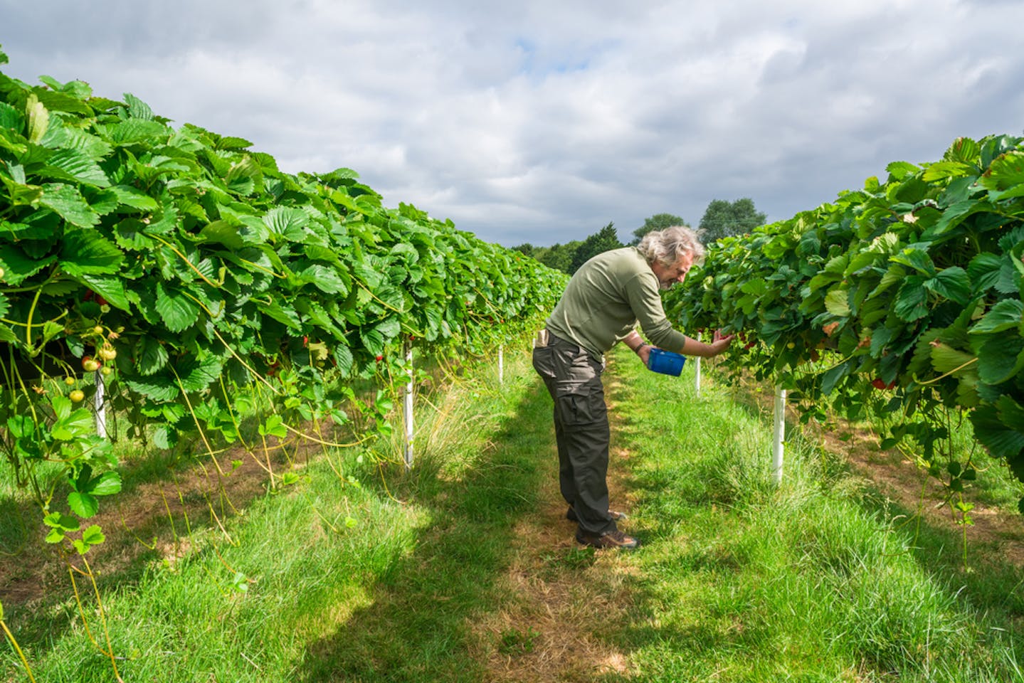 Europe's new jobless urged to pick fruit amid huge farm labour shortage ...