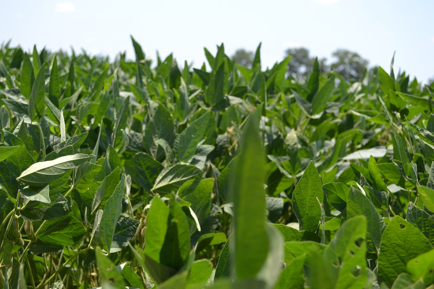 ‘Farmers unaware of ozone’s impact on crop loss’ | News | Eco-Business ...