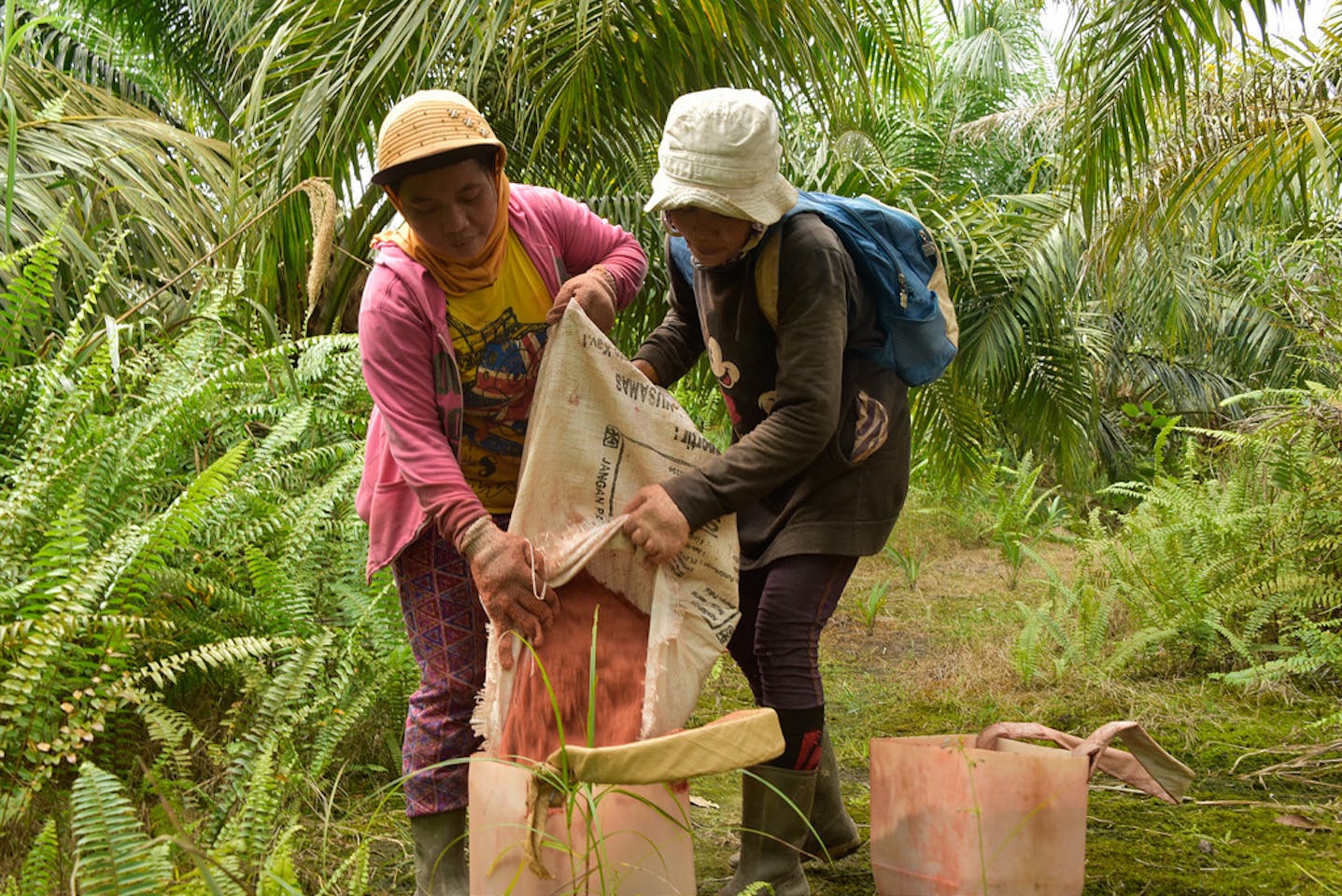Dayak women farmers grapple with the impacts of oil palm plantations ...