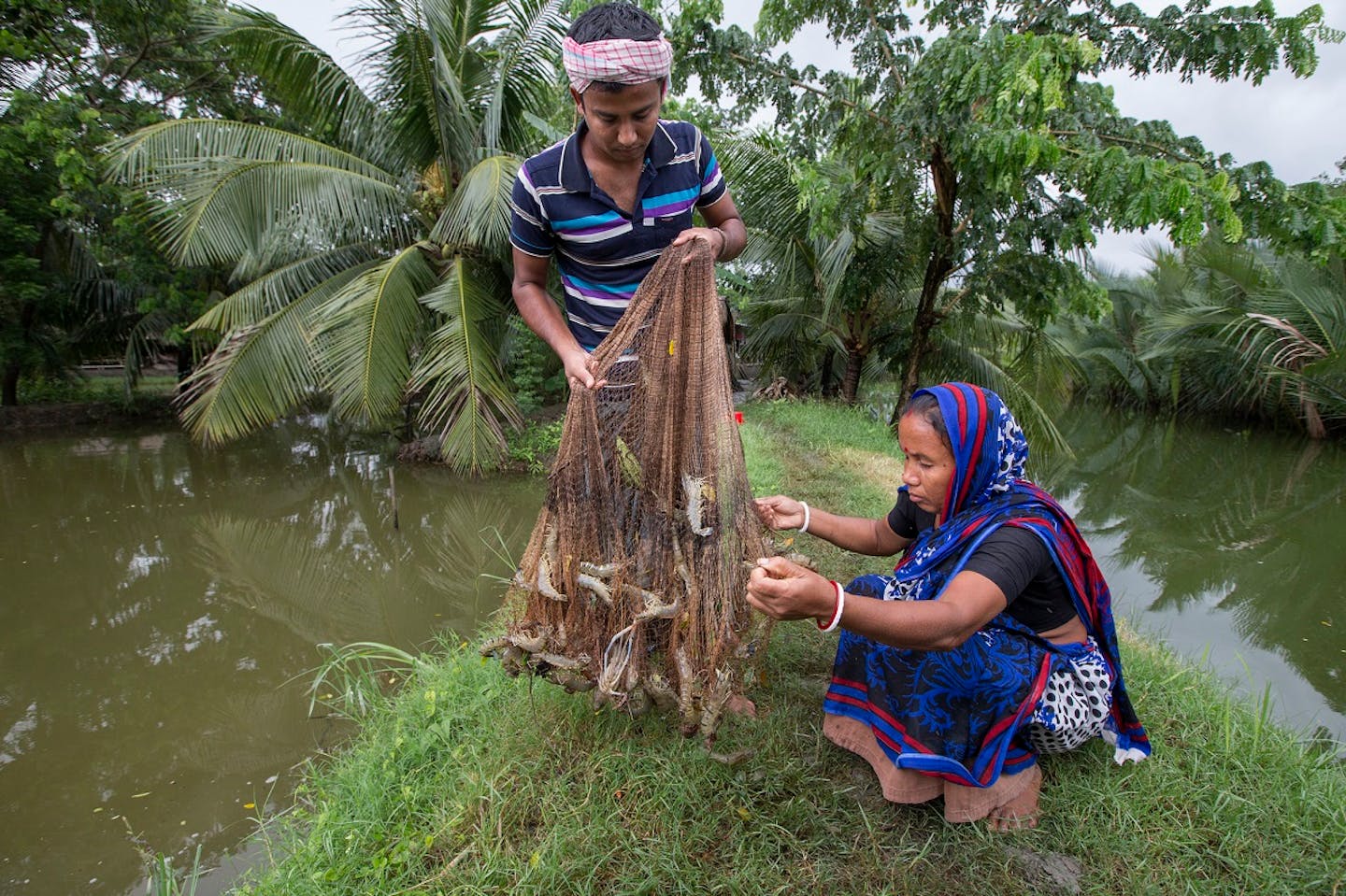 Bangladeshi shrimp farming gets app-savvy | News | Eco-Business | Asia ...