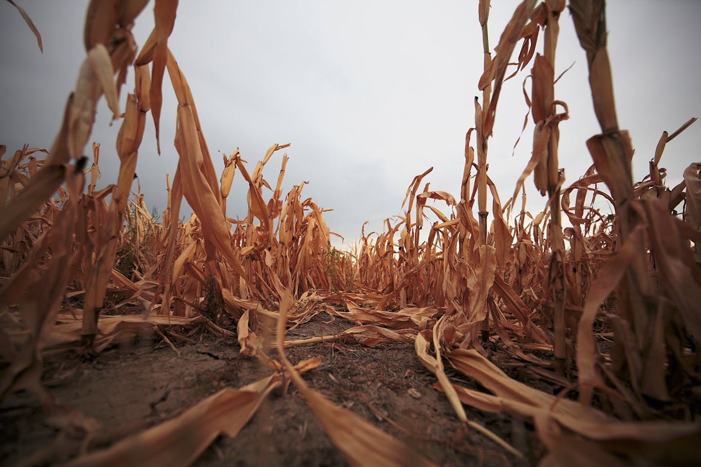 Climate change could heighten risk of global food production ‘shocks ...