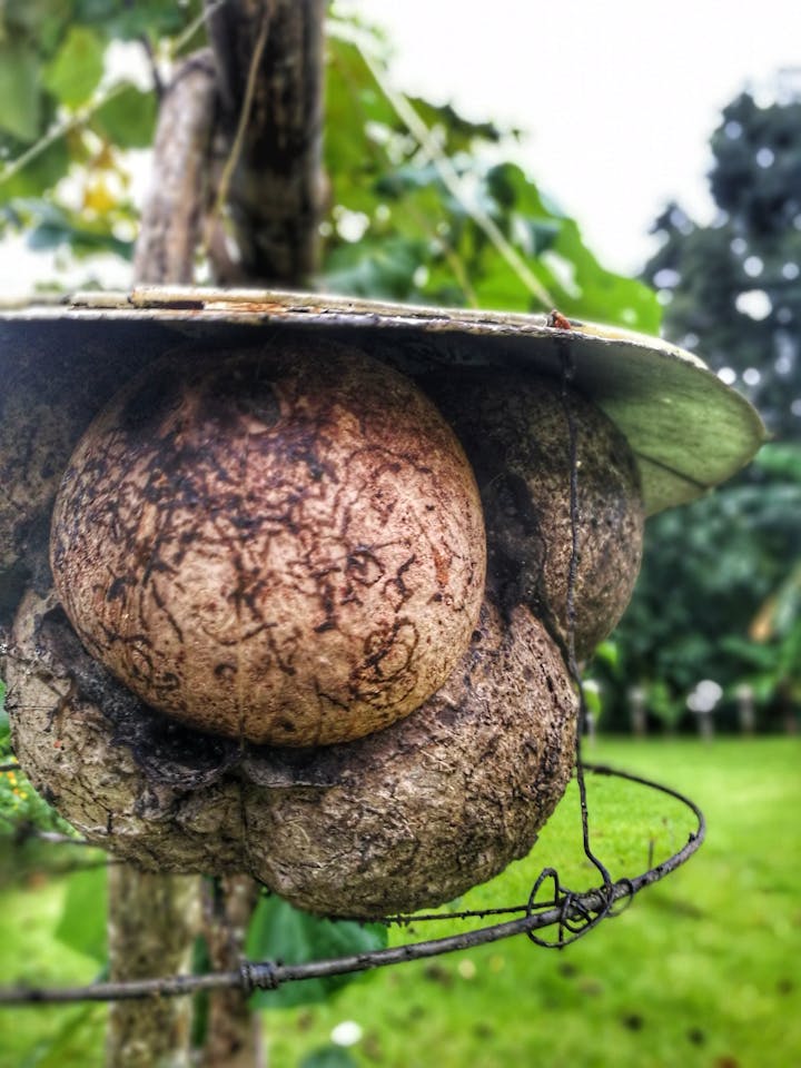 Bees help keep Philippines coconut production abuzz | News | Eco ...