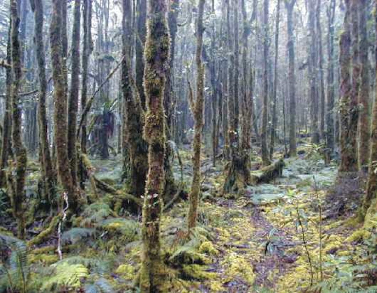 Reforesting program bears fruit, wins hearts | News | Eco-Business ...