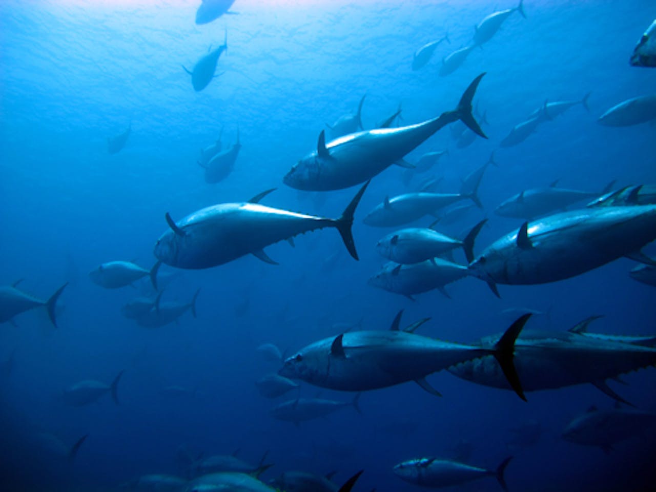 Bluefin tuna follow prey to warming high Arctic | News | Eco-Business ...