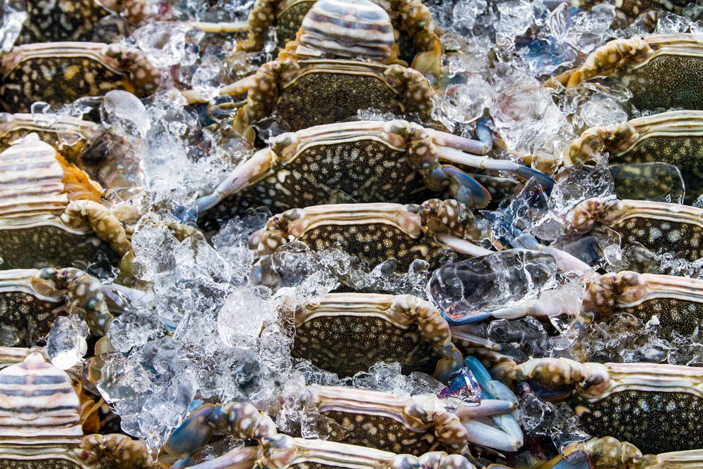 Vietnam targets international crab fishing accreditation | News | Eco ...