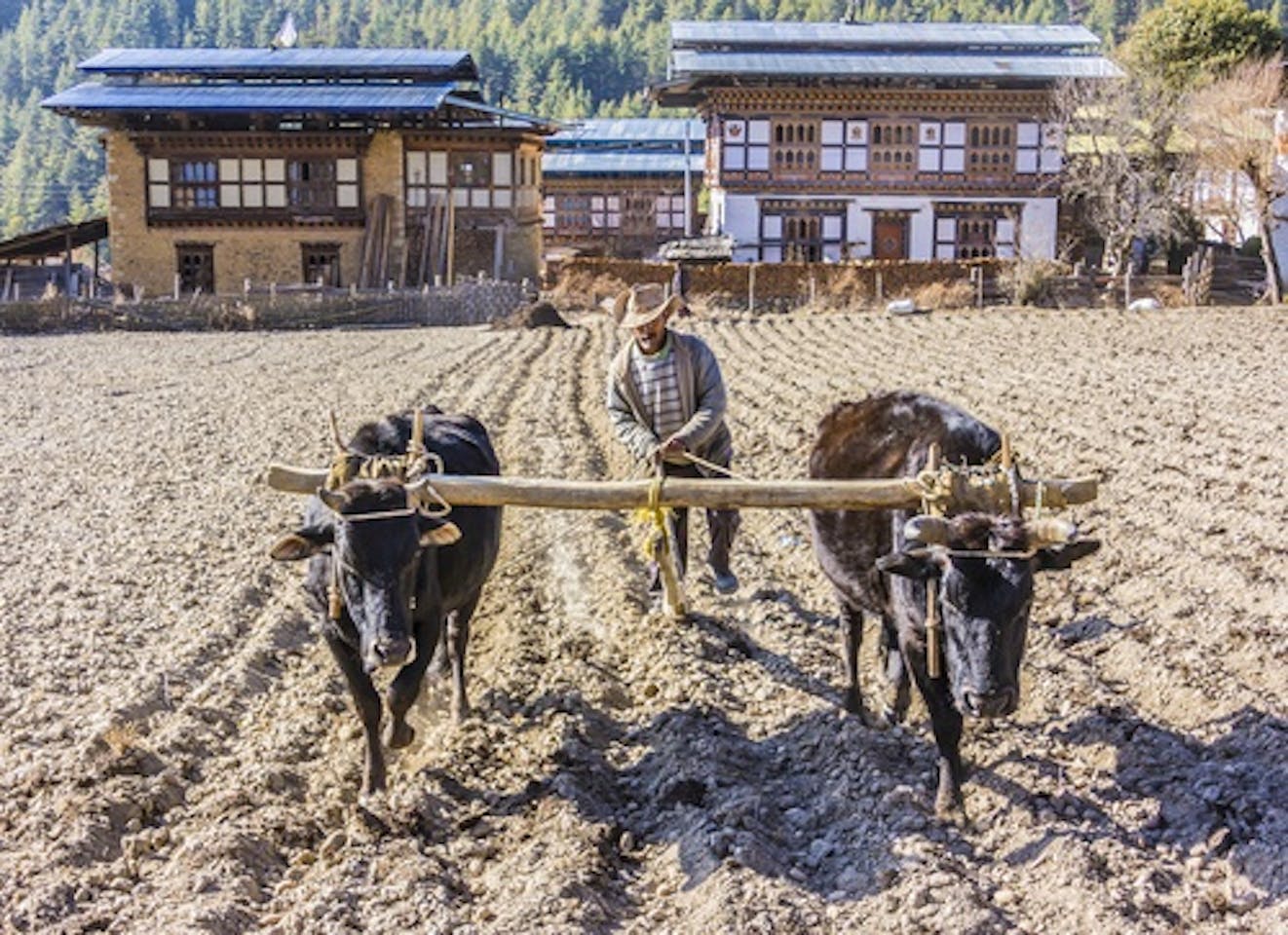 To build a greener economy, Bhutan wants to go organic by 2020 | News ...