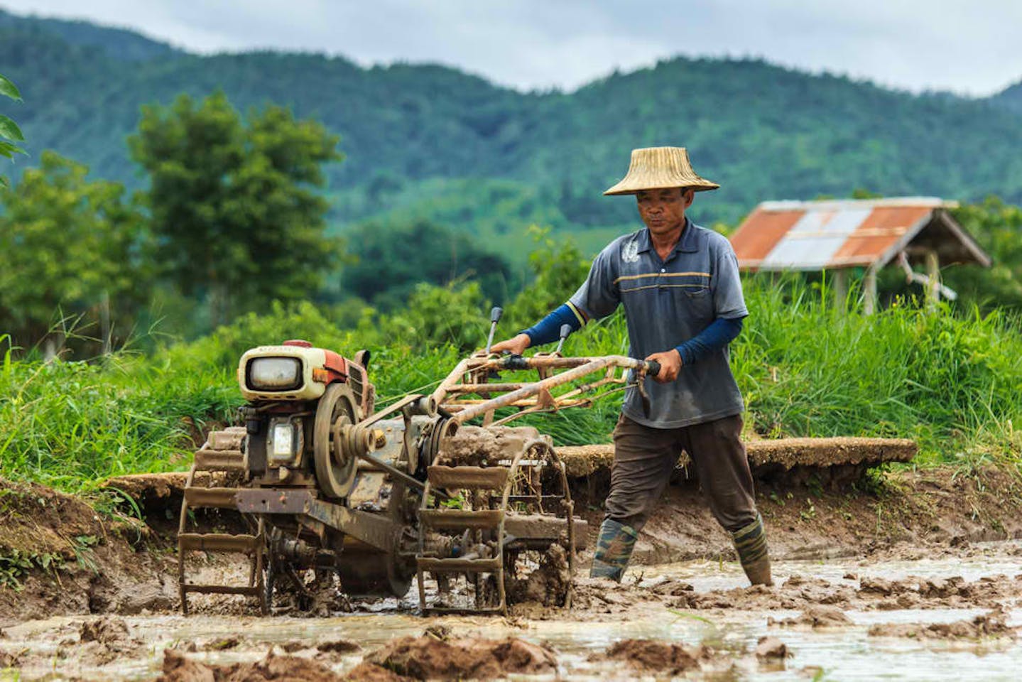 Thailand Plans Steps Worth 285 Million To Help Drought hit Rice thailand-plans-steps-worth-285-million-to-help-drought-hit-rice