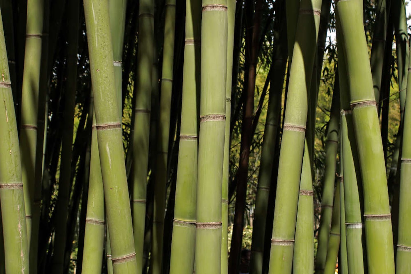 Climate change hits bamboo production in India | News | Eco-Business ...