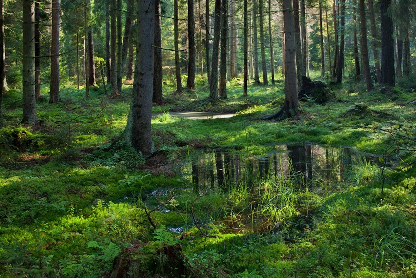 Ignoring scientists, Poland begins logging famous primeval forest ...