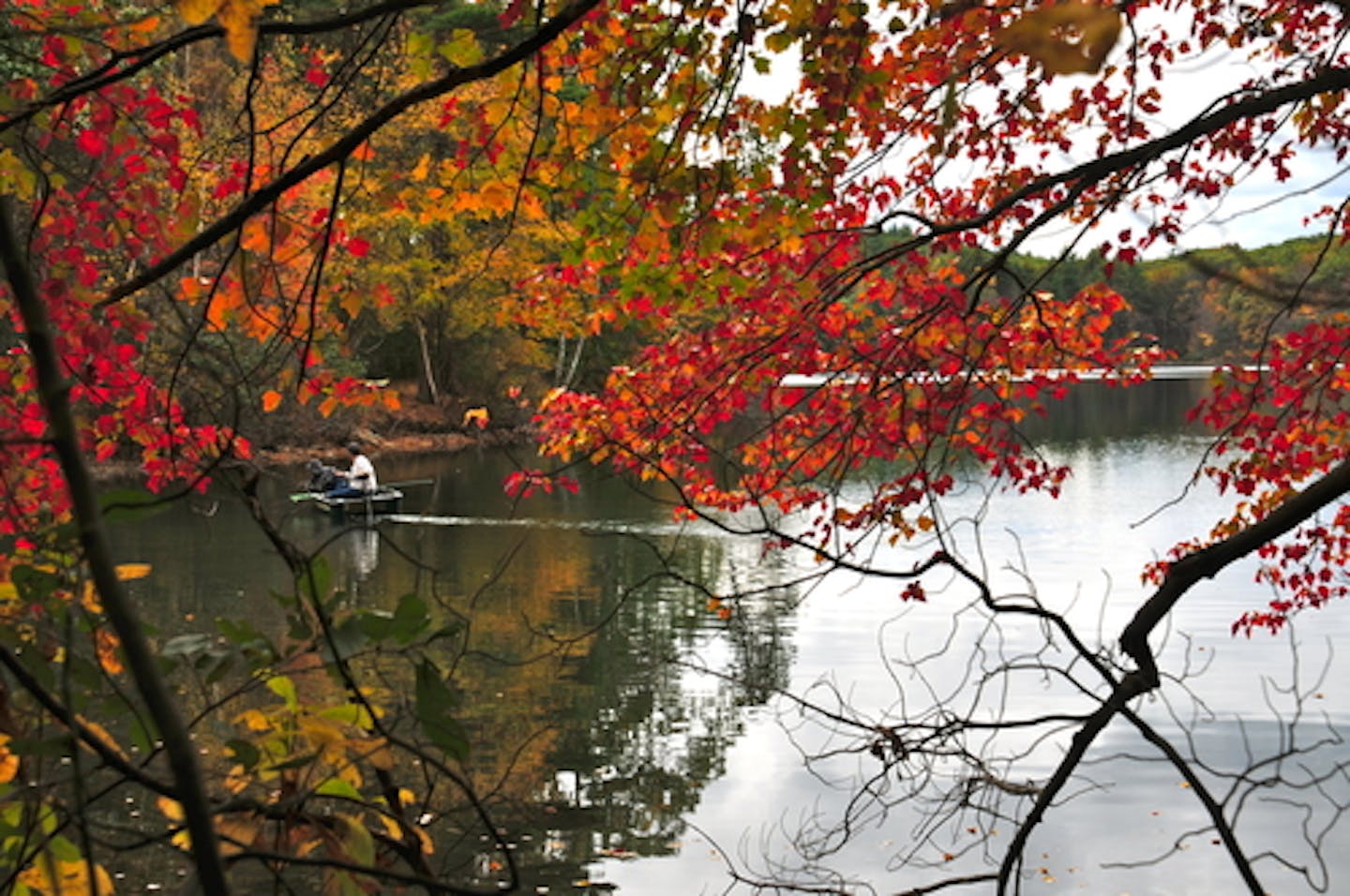 Thoreau’s Walden Pond warms up | News | Eco-Business | Asia Pacific